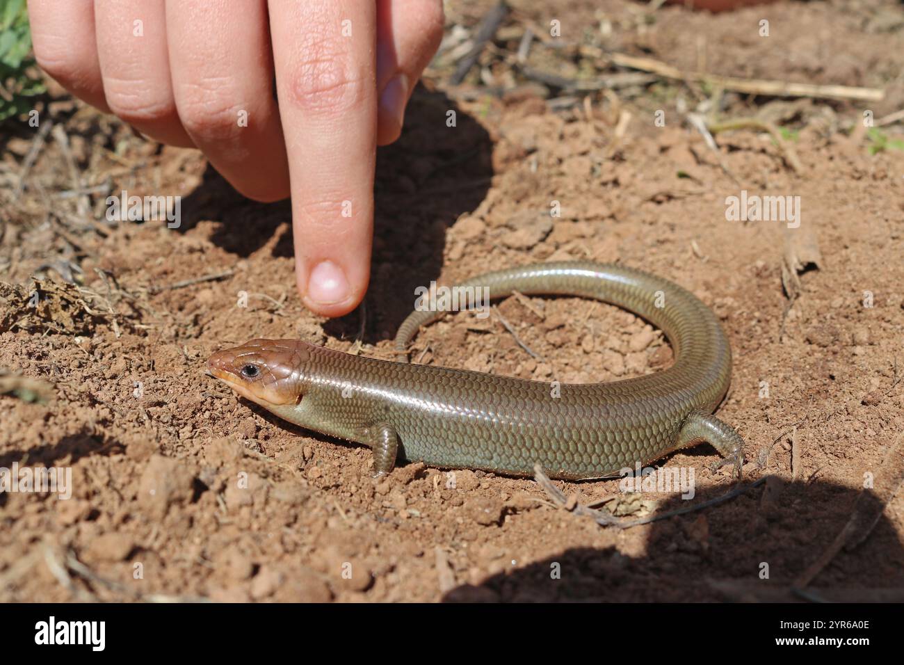 Cycloid scale hi-res stock photography and images - Alamy