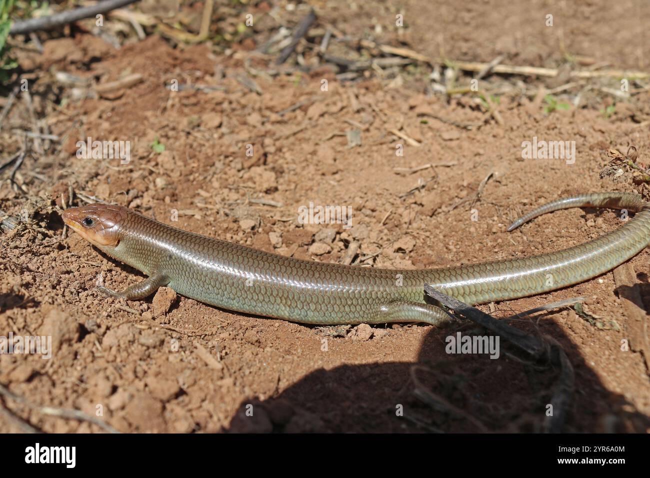 Cycloid scale hi-res stock photography and images - Alamy