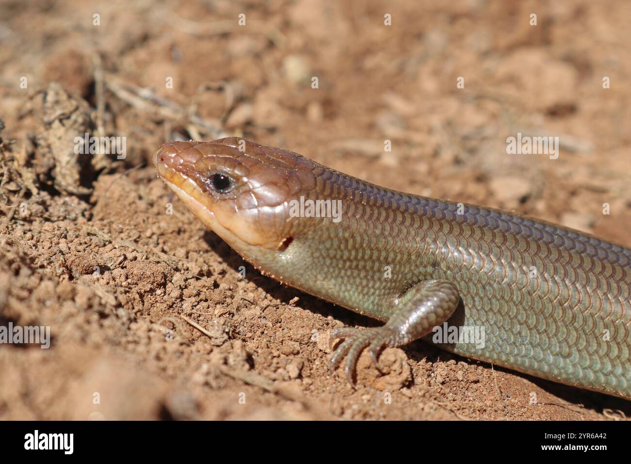 Cycloid scale hi-res stock photography and images - Alamy