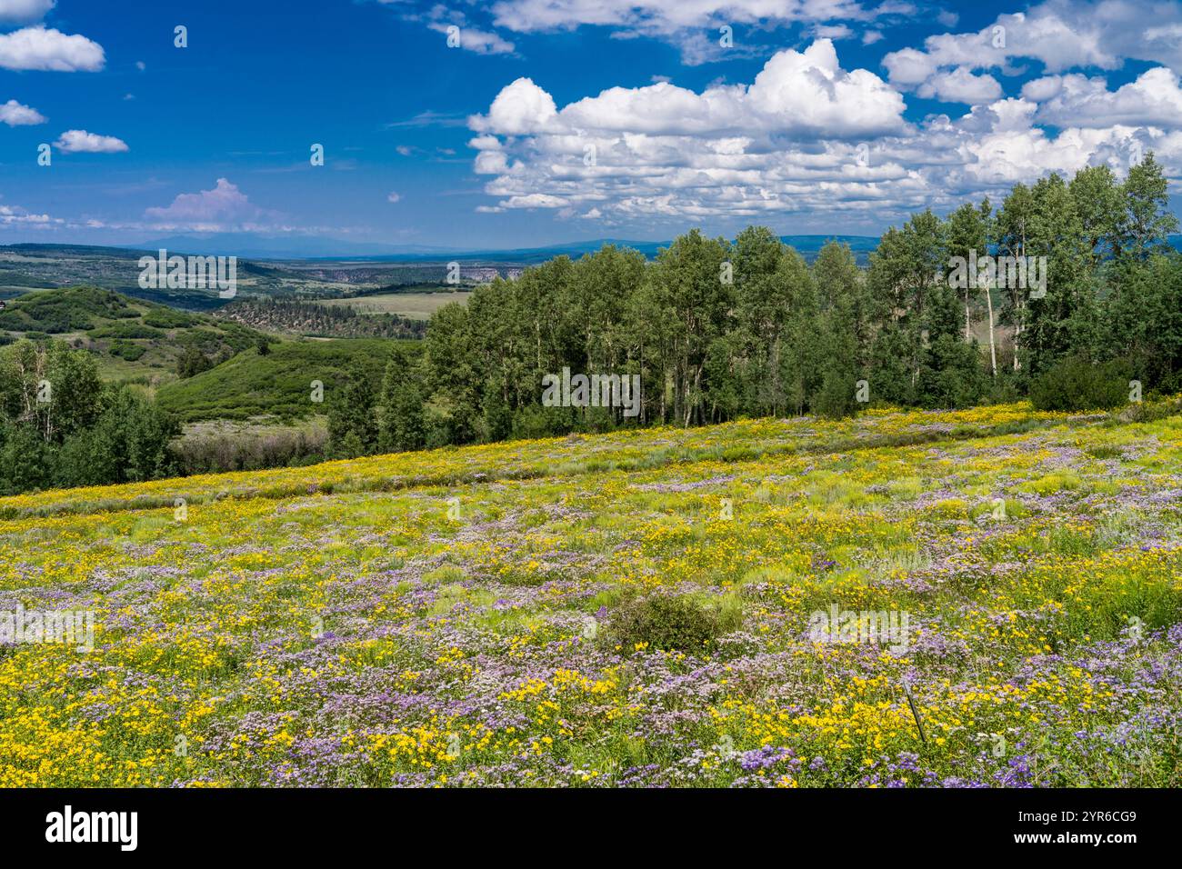 JULY 2021, TELLURIDE, COLORADO, USA - Mountain summer wildflowers, Last ...