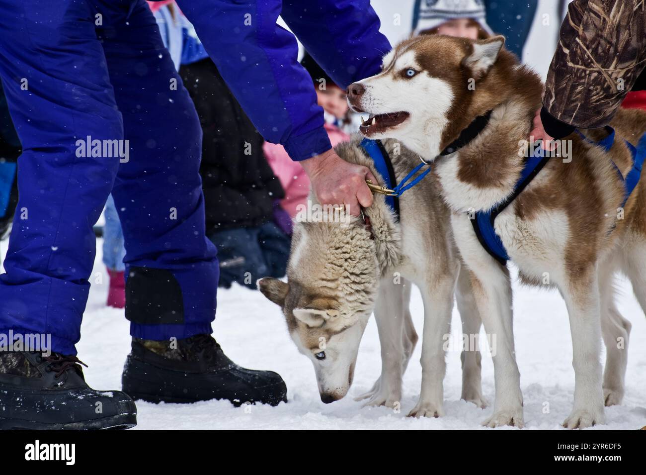 A dog sled race in Haliburton, Ontario, Canada showing the husky dogs ...