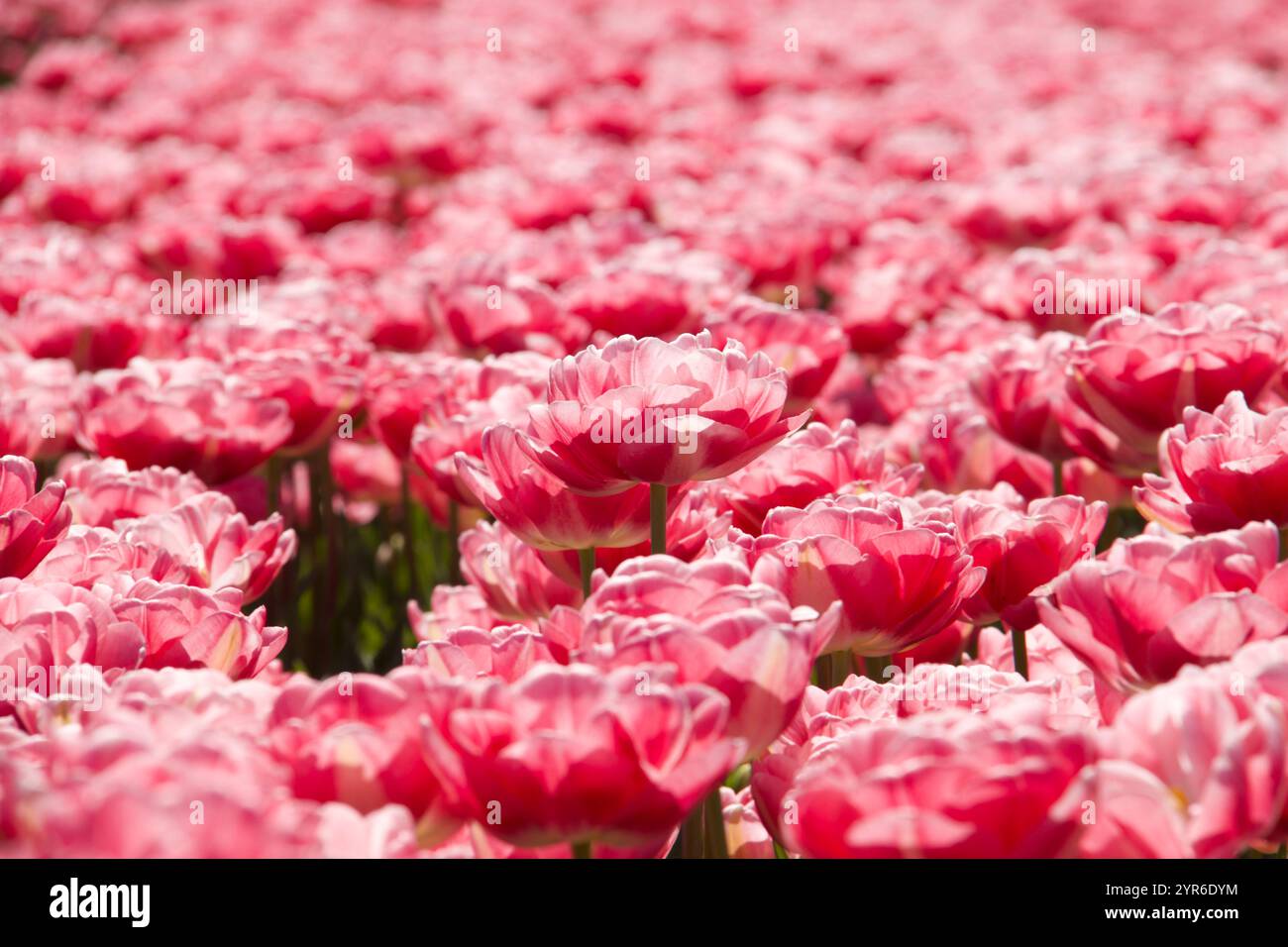 Cultivos de tulipanes hi-res stock photography and images - Alamy