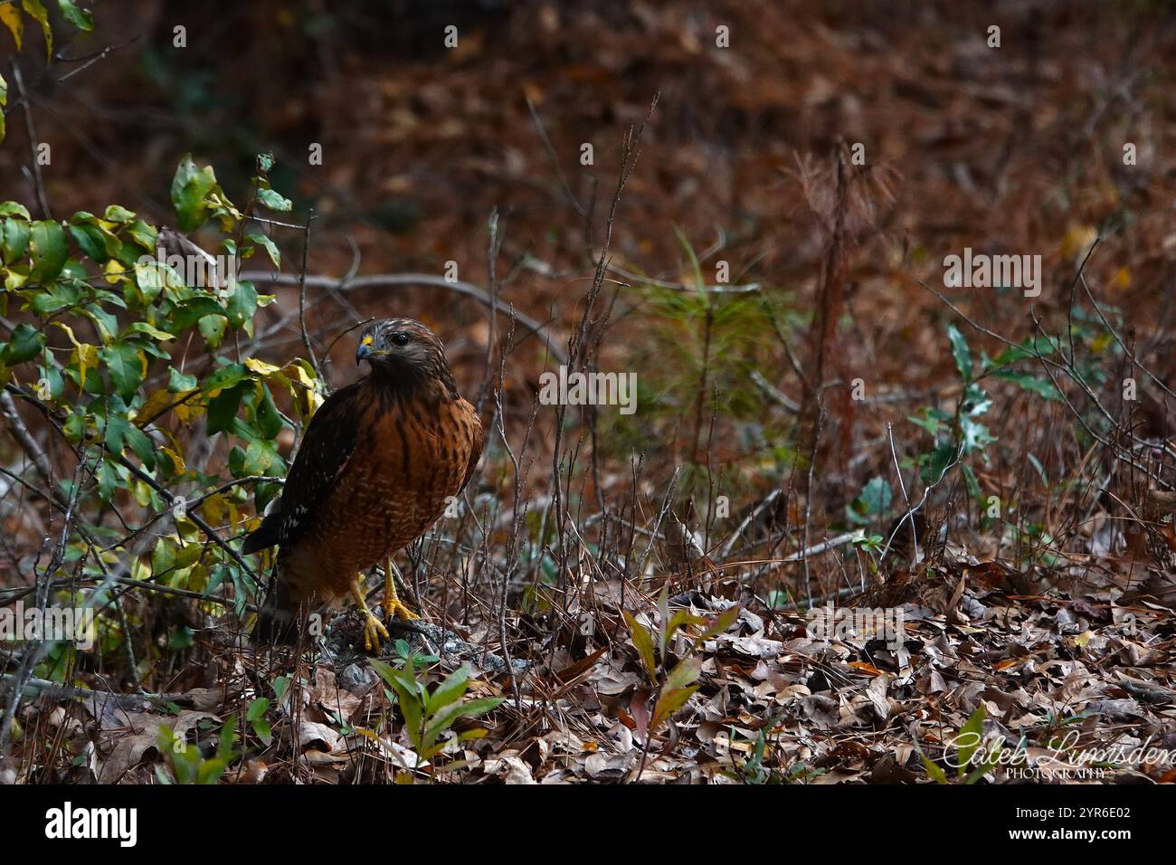 Gorgeous creatures hi-res stock photography and images - Alamy