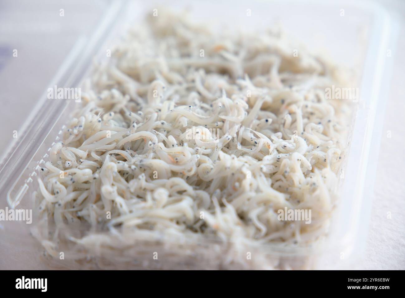Shirasu hi-res stock photography and images - Alamy
