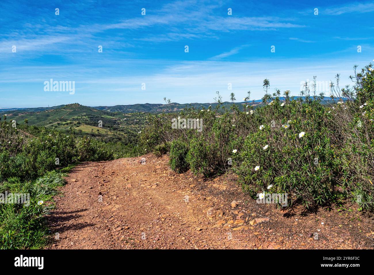 Cistus ladanifer, Rockrose flowers or Labdanum at the Archaeological ...