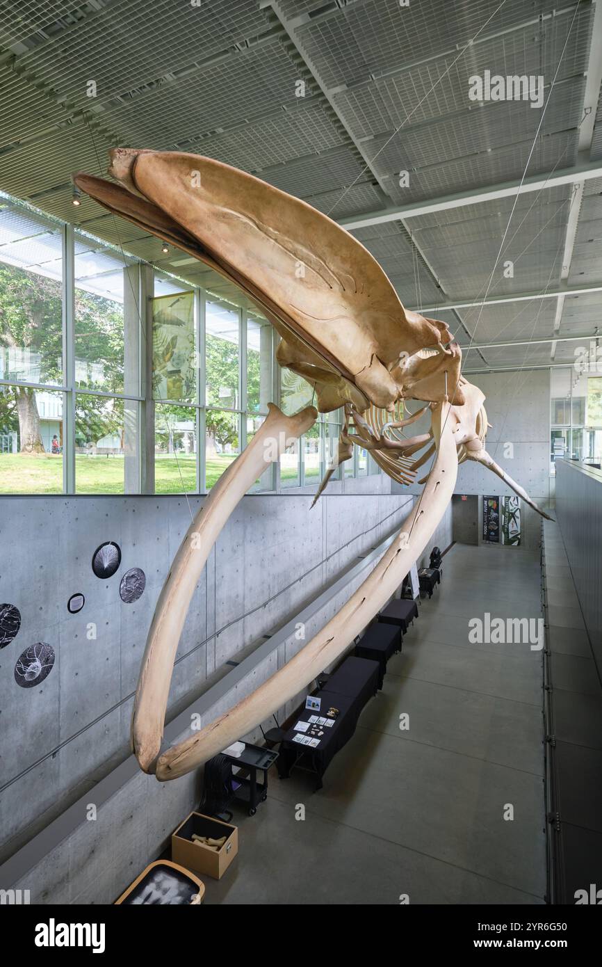 In the entrance lobby, a giant, hanging blue whale bone skeleton. At ...