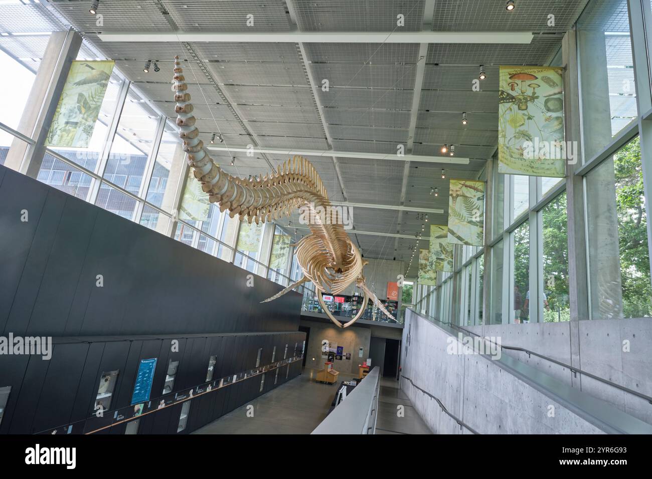 In the entrance lobby, a giant, hanging blue whale bone skeleton. At ...
