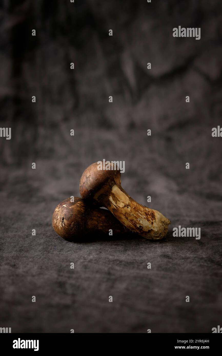Matsutake nature hi-res stock photography and images - Alamy