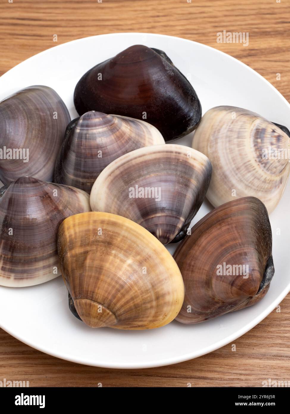 Class bivalvia hi-res stock photography and images - Alamy