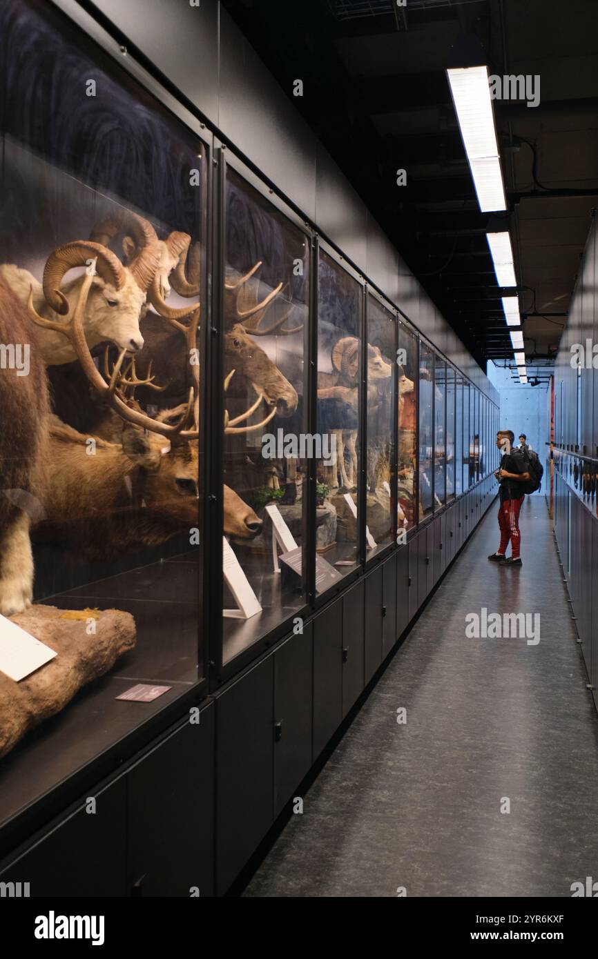 View of one of the long sections of dead, stuffed taxidermy of animals ...