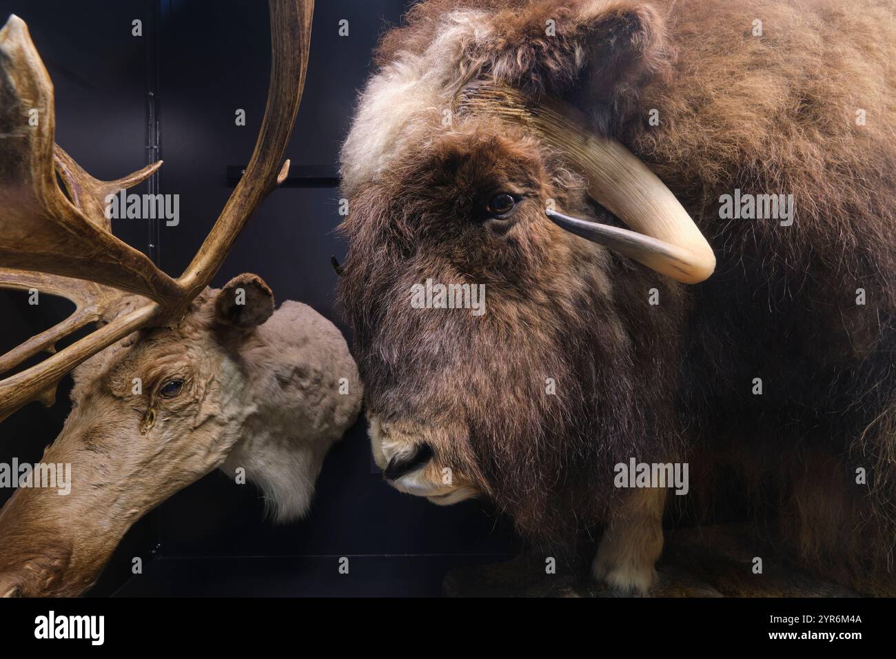 Taxidermy stuffed animal bison yak hi-res stock photography and images ...