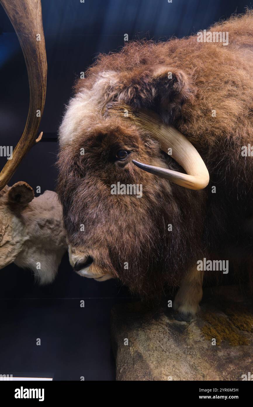 A dead, stuffed taxidermy of a yak or bison animal. At the Beaty ...