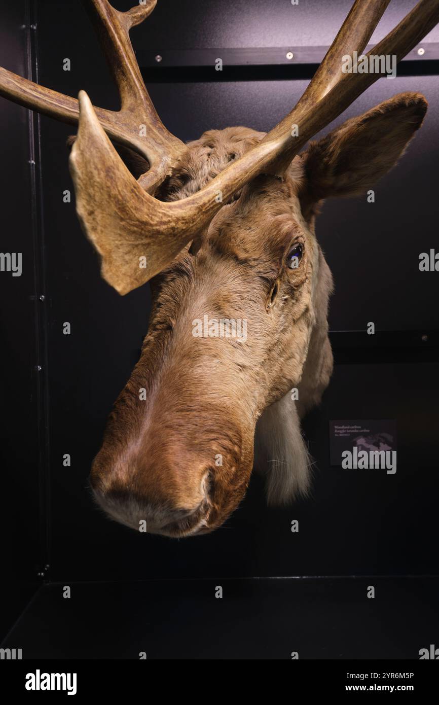 A dead, stuffed taxidermy head of a moose with antlers. At the Beaty ...