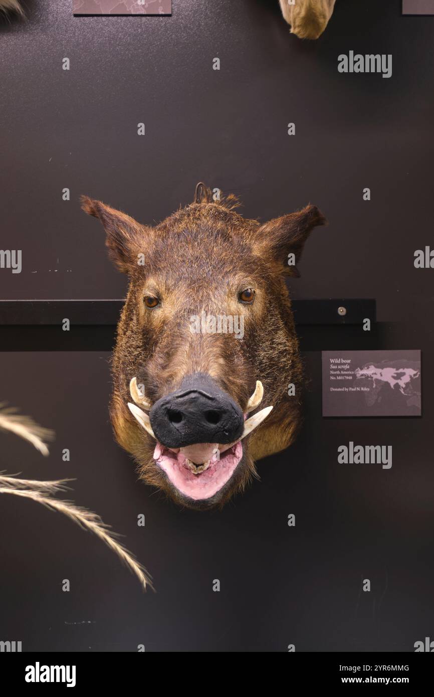 Taxidermy, stuffed head of a wild boar with long, white teeth. At the ...
