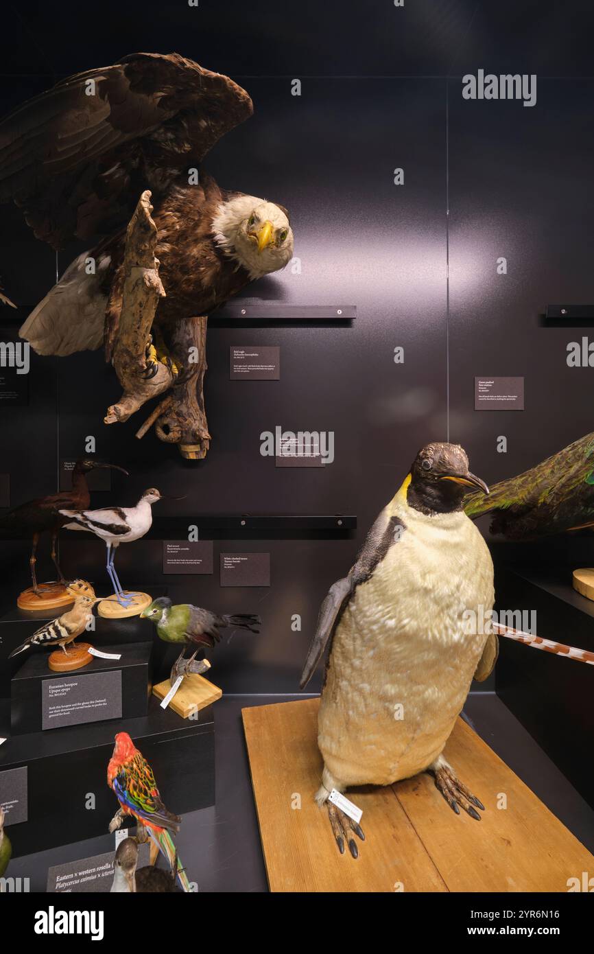 A dead, stuffed, taxidermy of an Emperor Penguin and Bald Eagle. At the ...