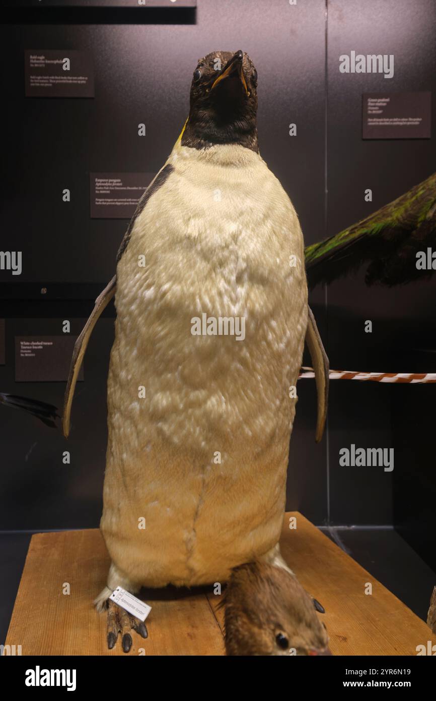 A dead, stuffed, preserved, taxidermy of an Emperor Penguin. At the Beaty Biodiversity Museum at ...