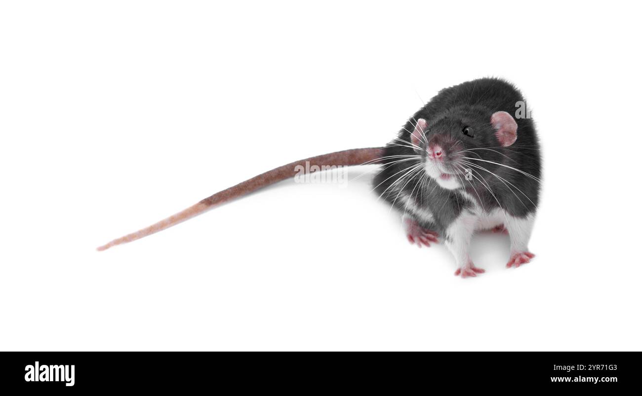 One rat on white background. Cute rodent Stock Photo - Alamy