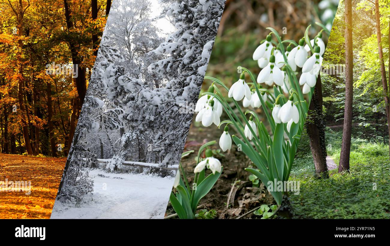 Four seasons, collage. Beautiful photos of nature during spring, summer ...