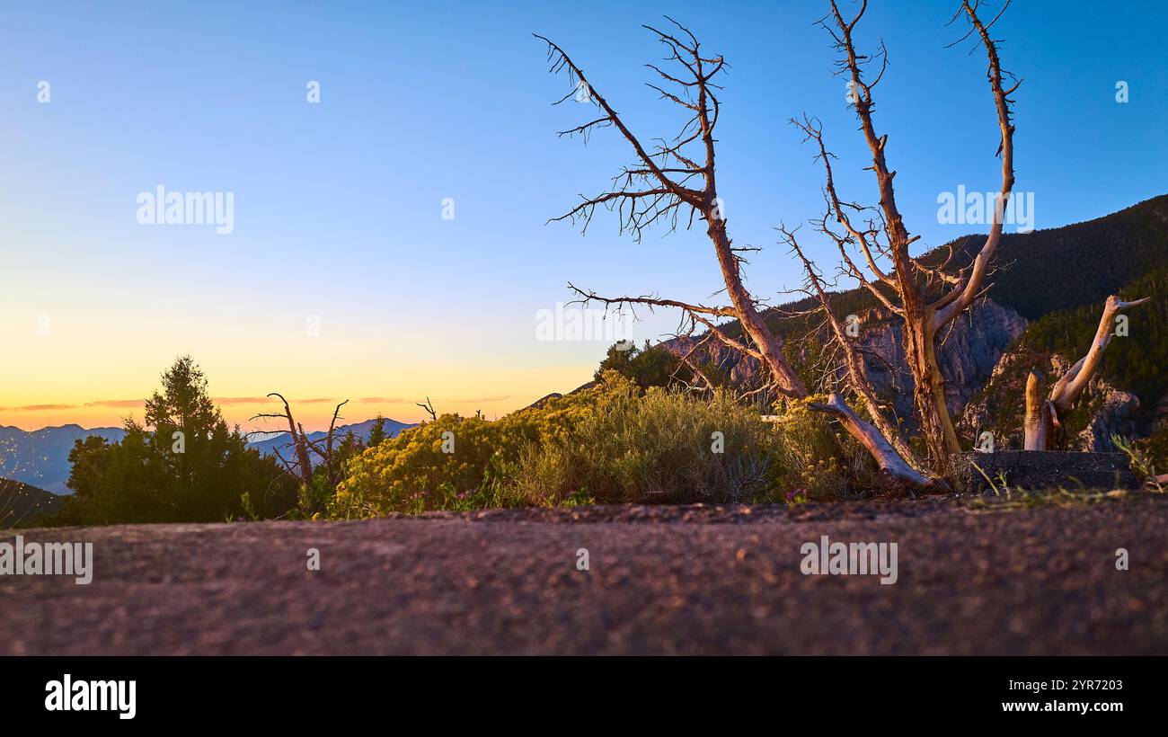 Ground level view tree branches hi-res stock photography and images - Alamy