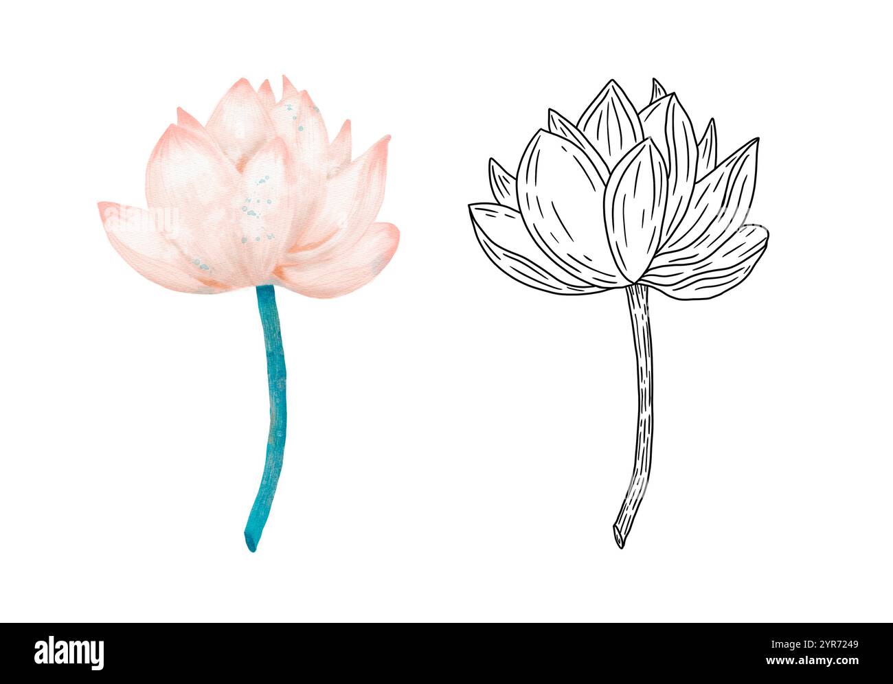 A stunning piece of lotus flower art that showcases both colorful and ...