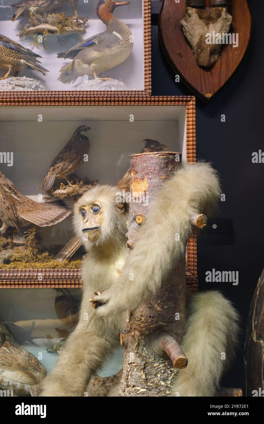 A stuffed white monkey and other old curiosities. At the Beaty ...