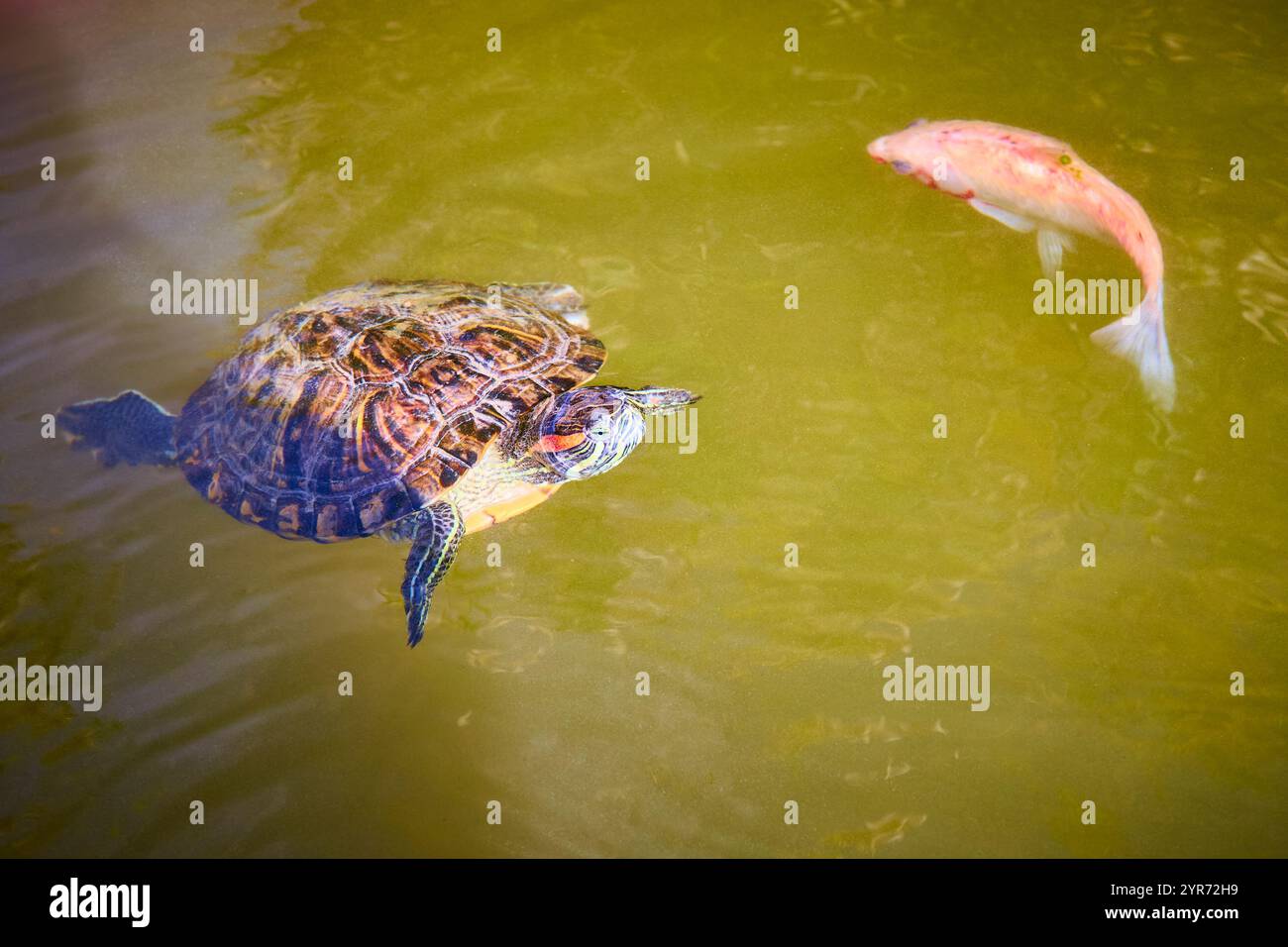 Elegance of wildlife in harmony hi-res stock photography and images - Alamy