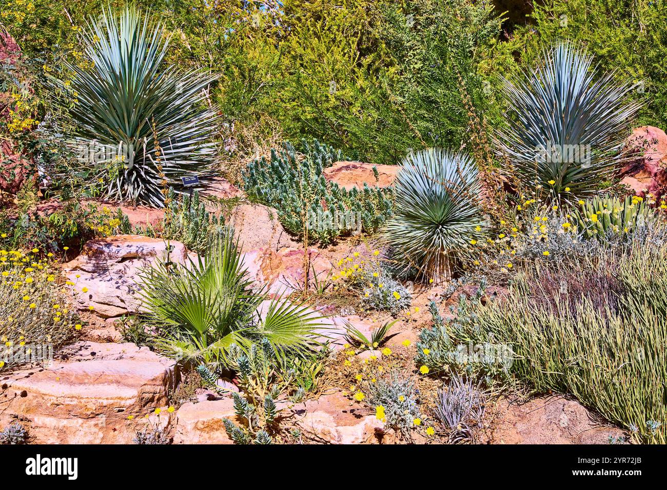 Agave and cactus in Bloom Desert Landscape Eye Level Perspective Stock ...
