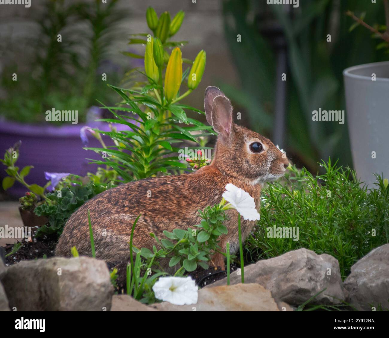 Cute rabbit in the garden with spring flowers. Spring time concept ...