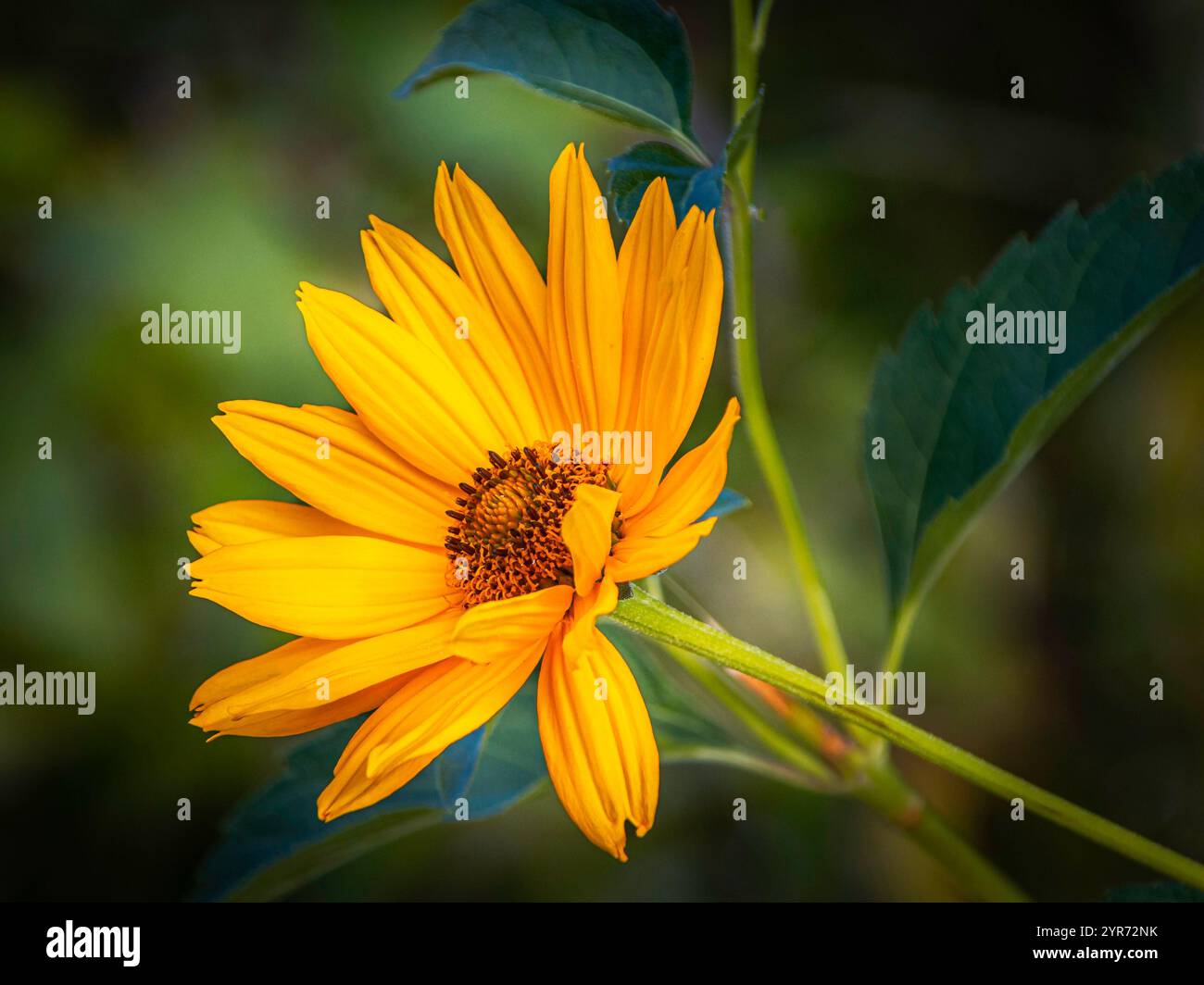 Jerusalem Artichoke or Sunchoke (Helianthus tuberosus) flower Stock ...