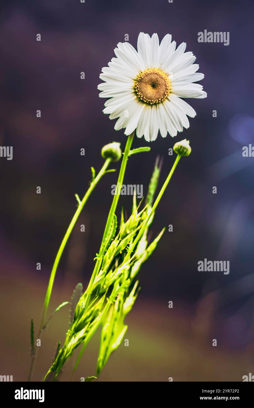 White wild daisy and its buds in summer meadow on blurred background ...