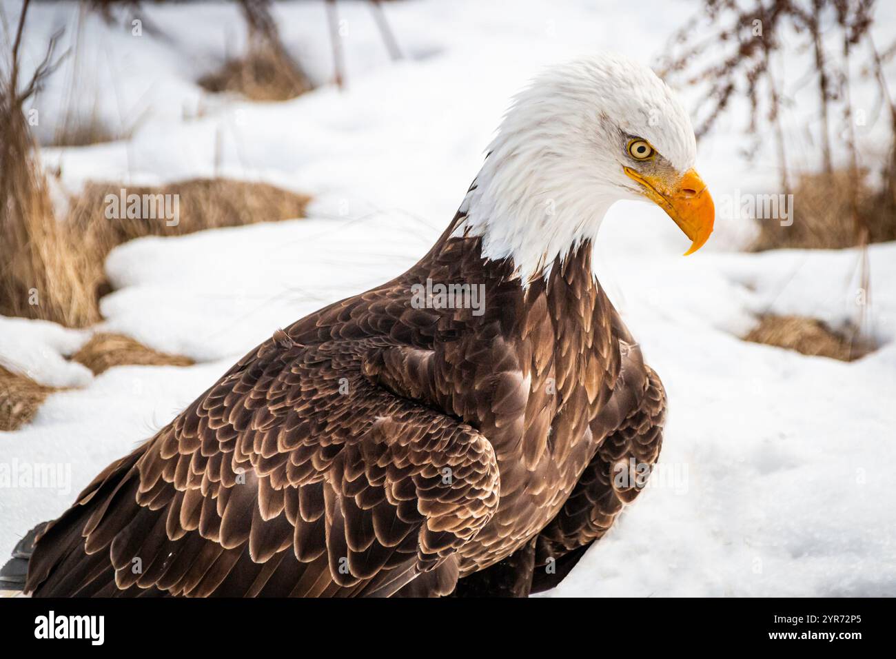 Huge bald eagle sits on snowy field Stock Photo - Alamy