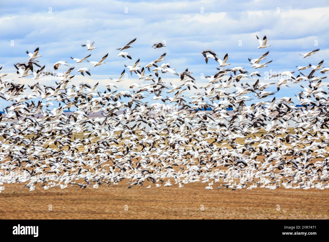 A flock of birds flying in the sky. The birds are white and are flying ...
