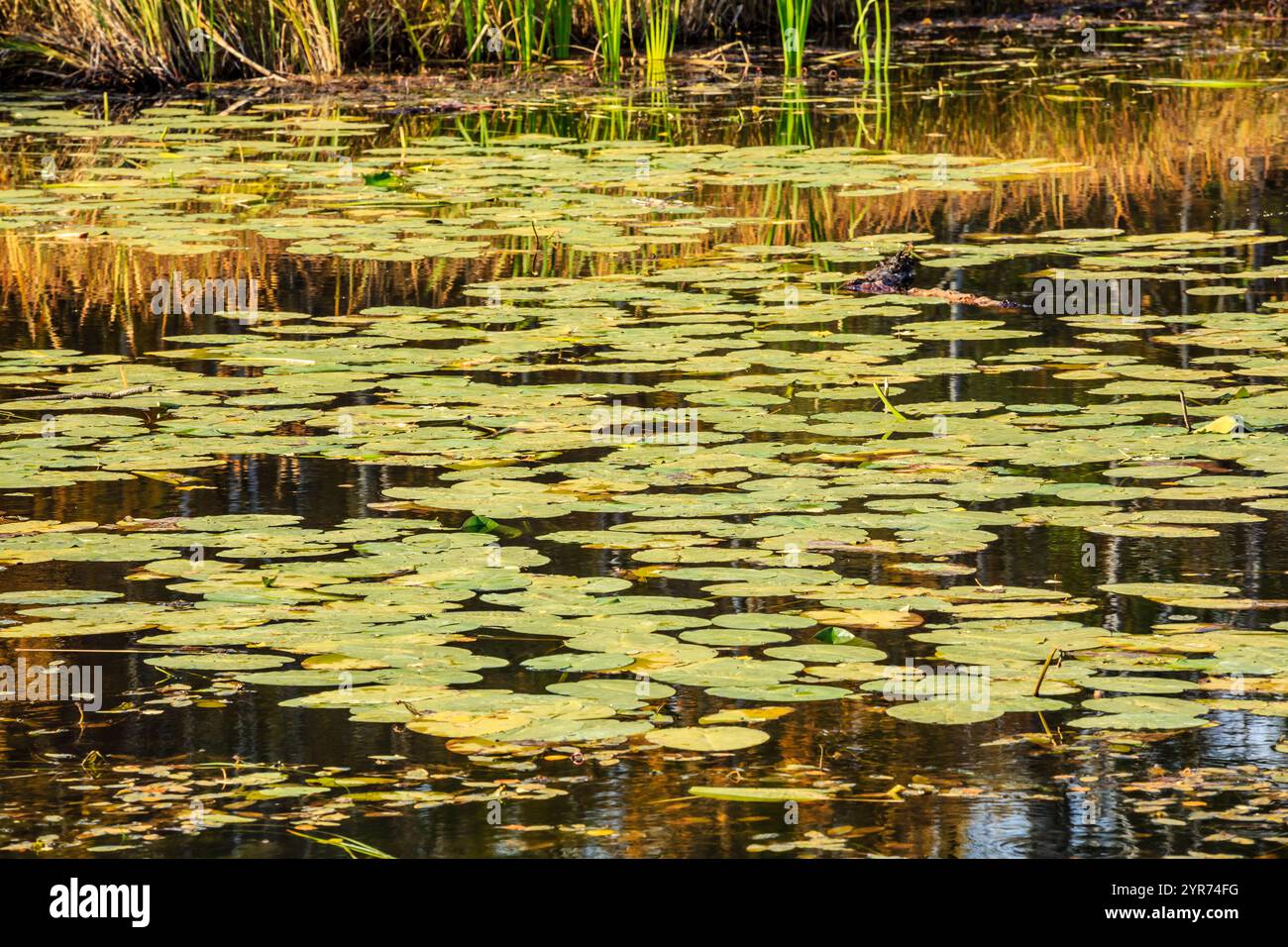 A pond with green lily pads and a small animal in the water. The water ...