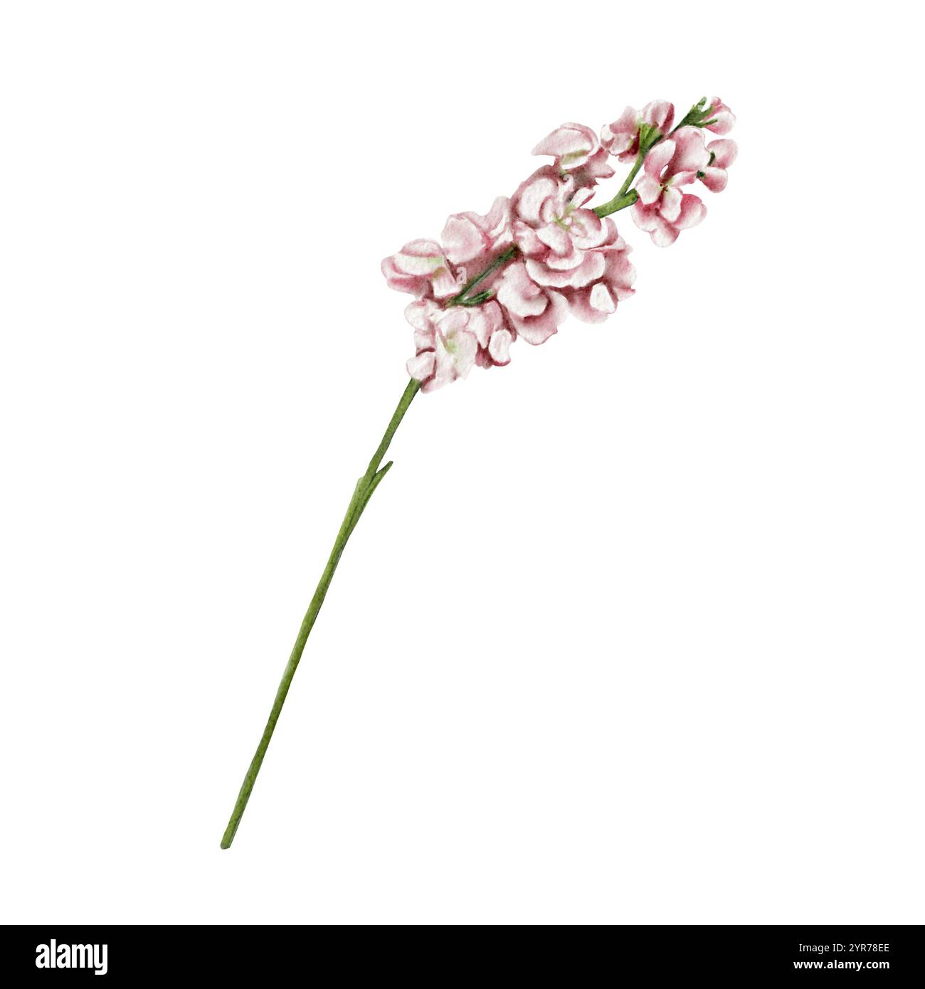 Matthiola is soft pink on a long stem. Spring plant. Isolated flower. A ...