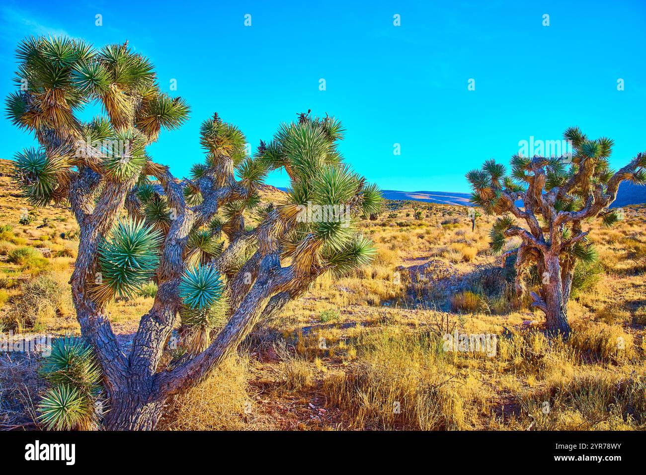 Joshua Trees and Desert Landscape Eye-Level View in Mojave Desert Stock ...