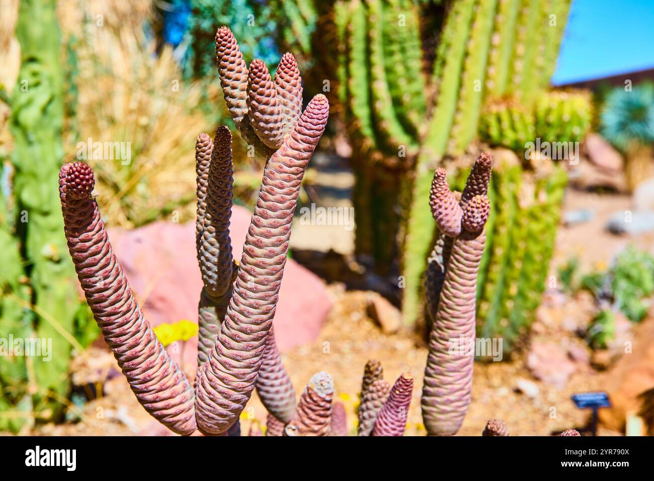 Vibrant Desert cactus Cluster Nevada Eye-Level Perspective Stock Photo ...