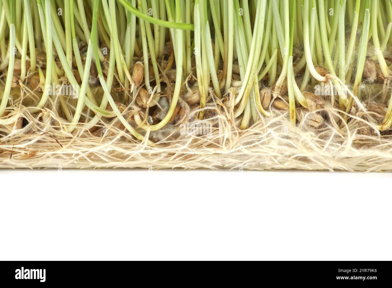Wheatgrass demonstrates a range of stages from shoots to more developed ...