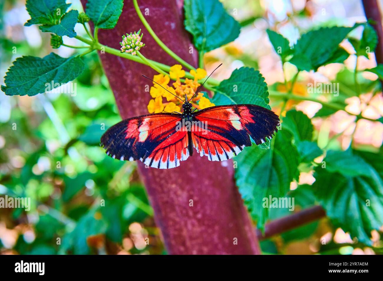 Vibrant red butterfly hi-res stock photography and images - Alamy