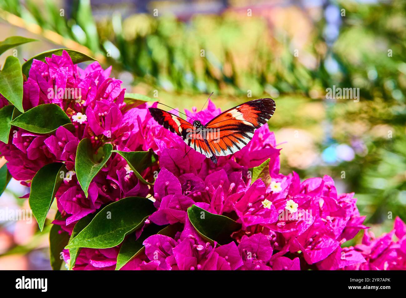 Butterfly on Magenta Bougainvillea Close-up in Botanical Garden Stock ...