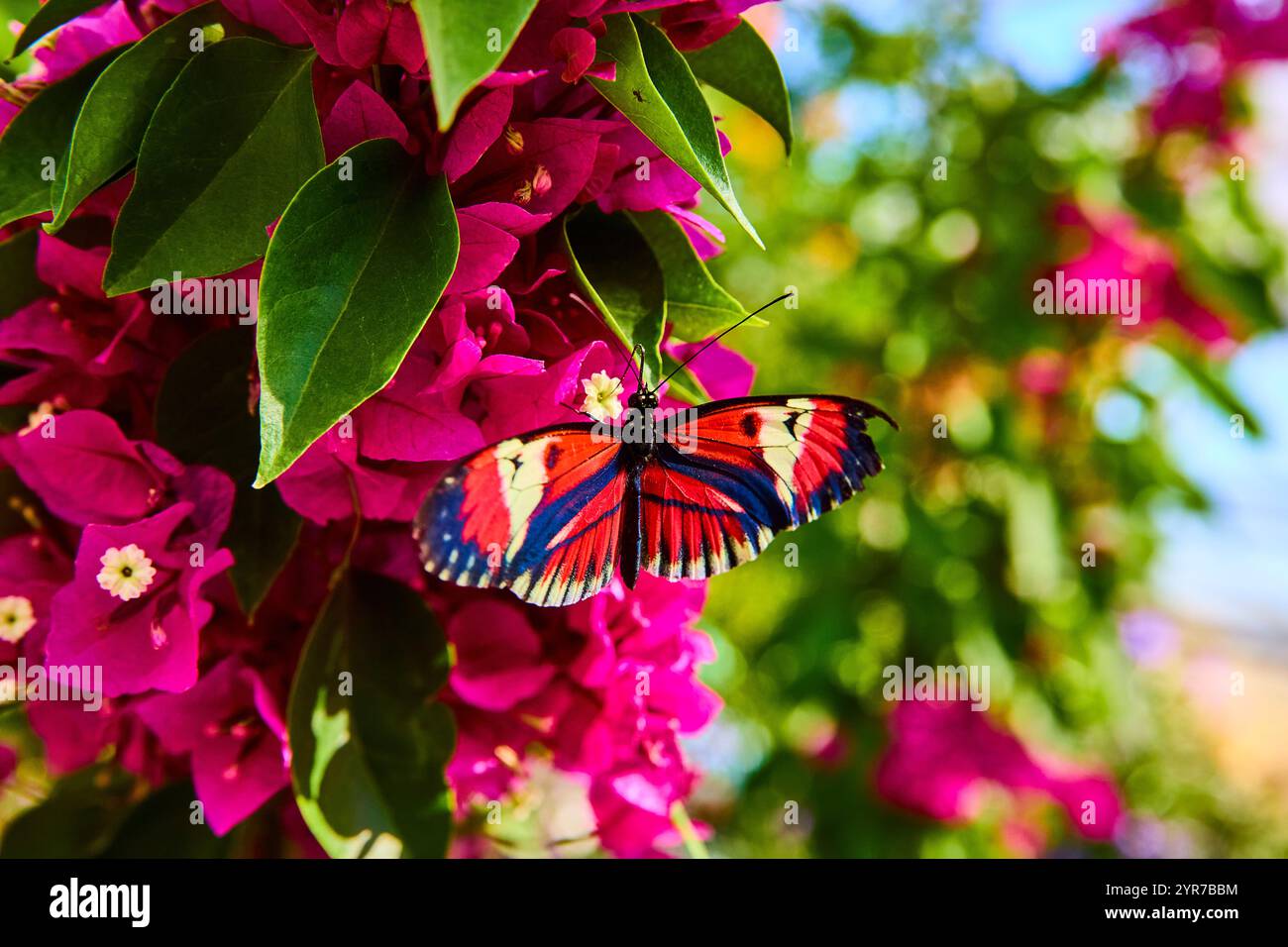 Butterfly on Magenta Bougainvillea in Botanical Garden Eye-Level View ...