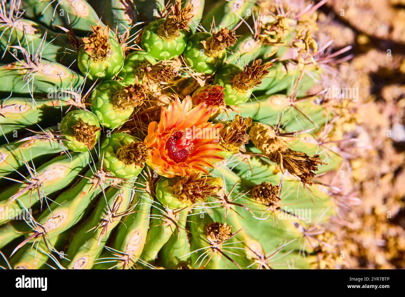Close up cactus details hi-res stock photography and images - Alamy