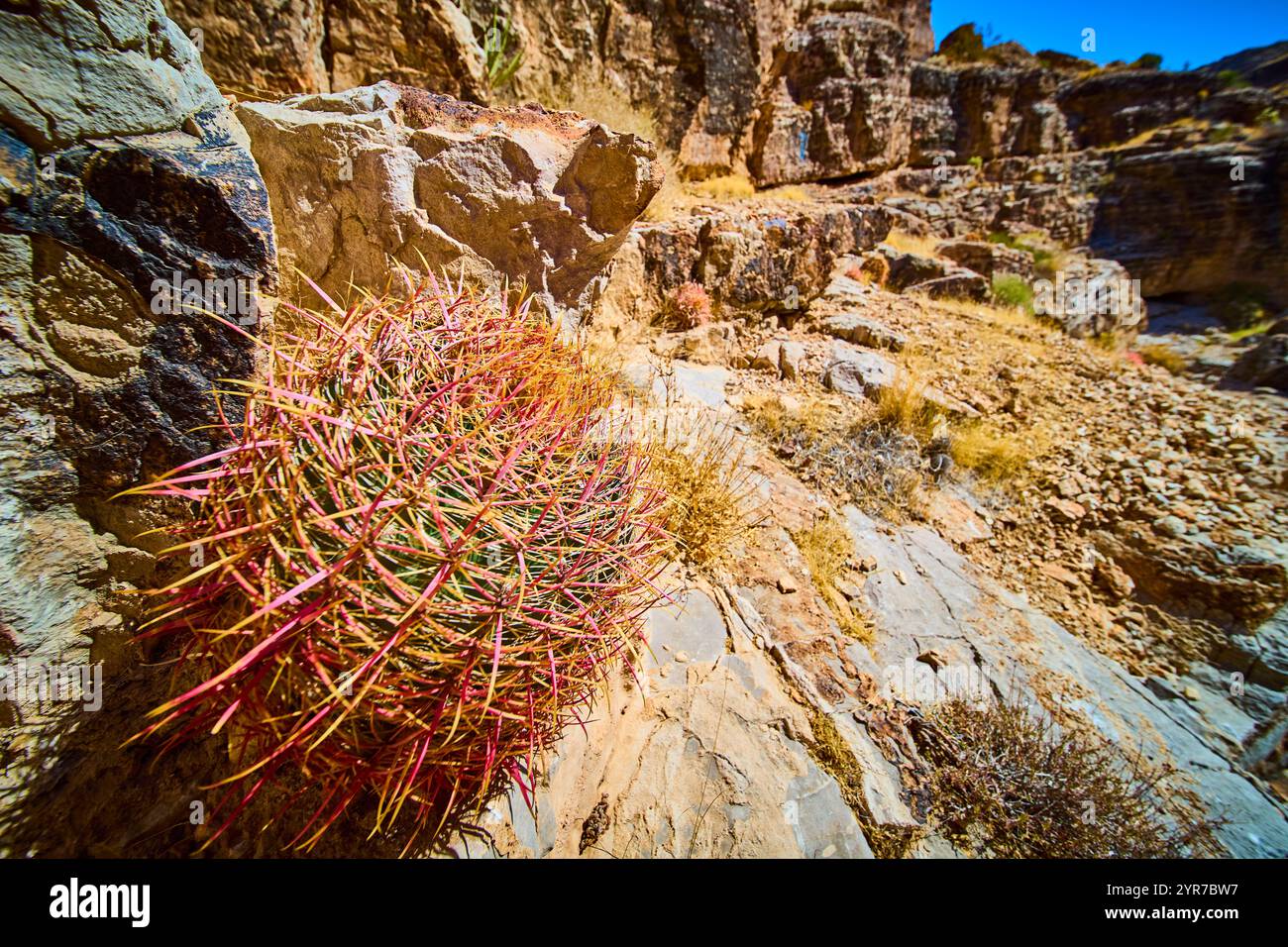 Barrel Cactus and Rocky Desert Landscape Eye-Level Perspective Stock ...