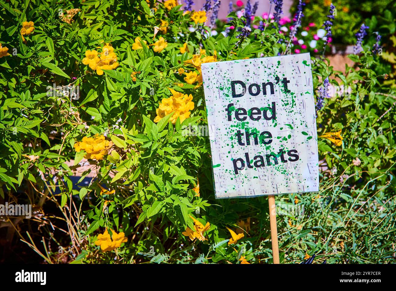 Whimsical Garden Sign Amidst Lush Greenery Eye-Level View Stock Photo ...