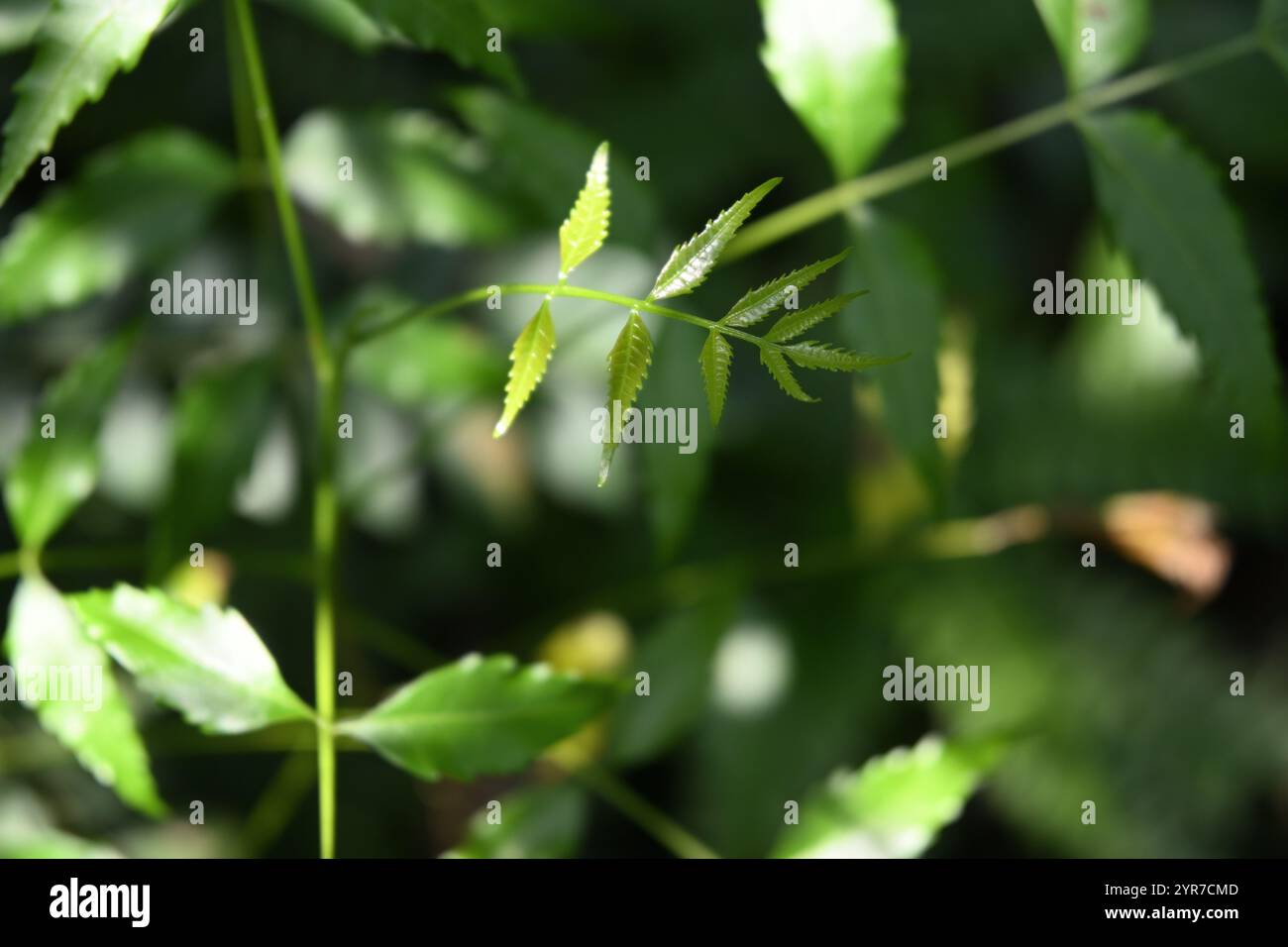 Soft focus view of a freshly growing Neem (Azadirachta indica) leaflet ...