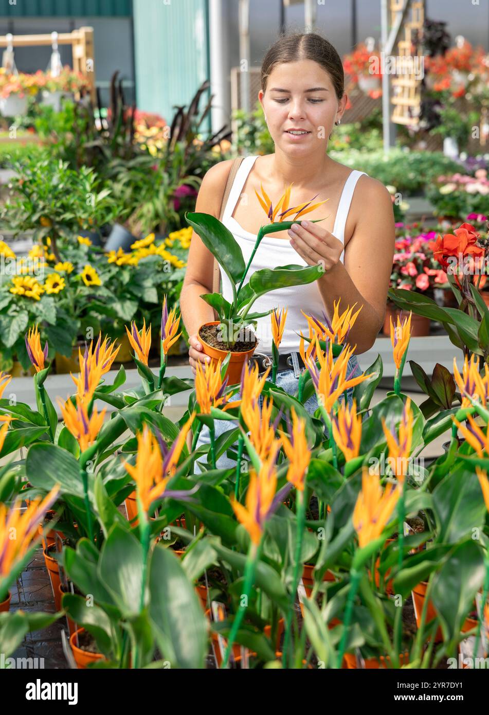 Girl florist chooses Strelitzia plants to create flower arrangement ...
