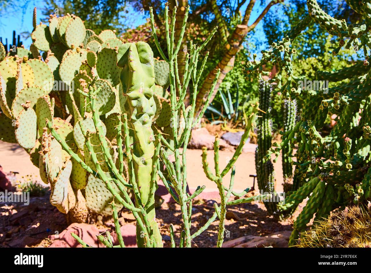 Intricate desert plants hi-res stock photography and images - Alamy