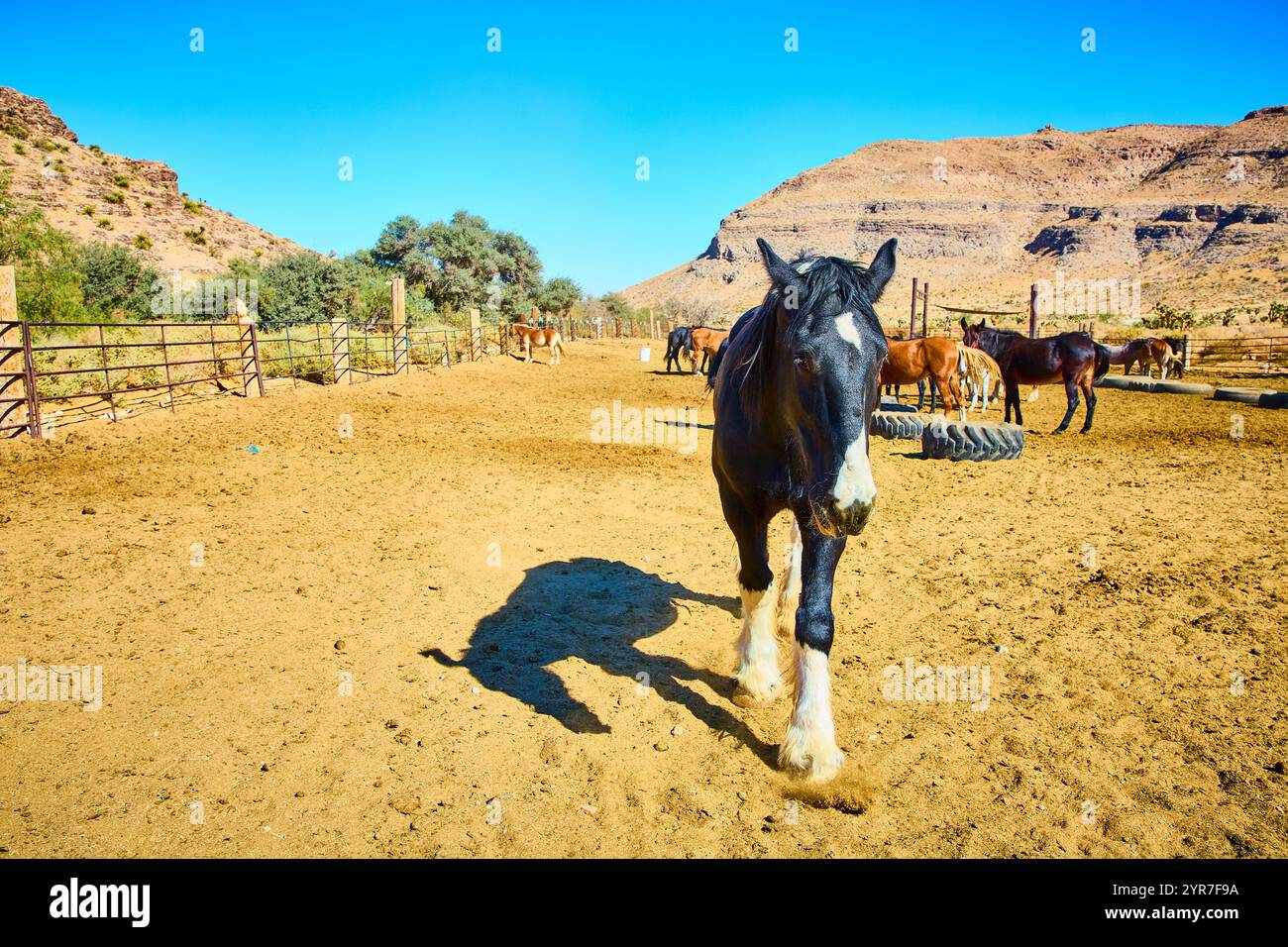 Black and White Horse in Desert Ranch Eye Level Perspective Stock Photo ...