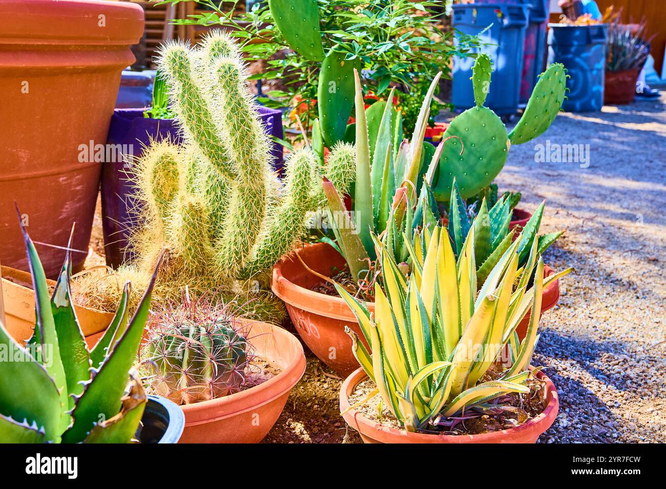 cactus and Succulents in Terracotta Pots Eye Level View Stock Photo - Alamy