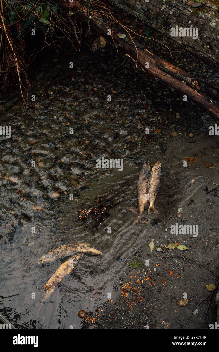 dead salmon fish in stream in the autumn at Carkeek Park in Seattle ...