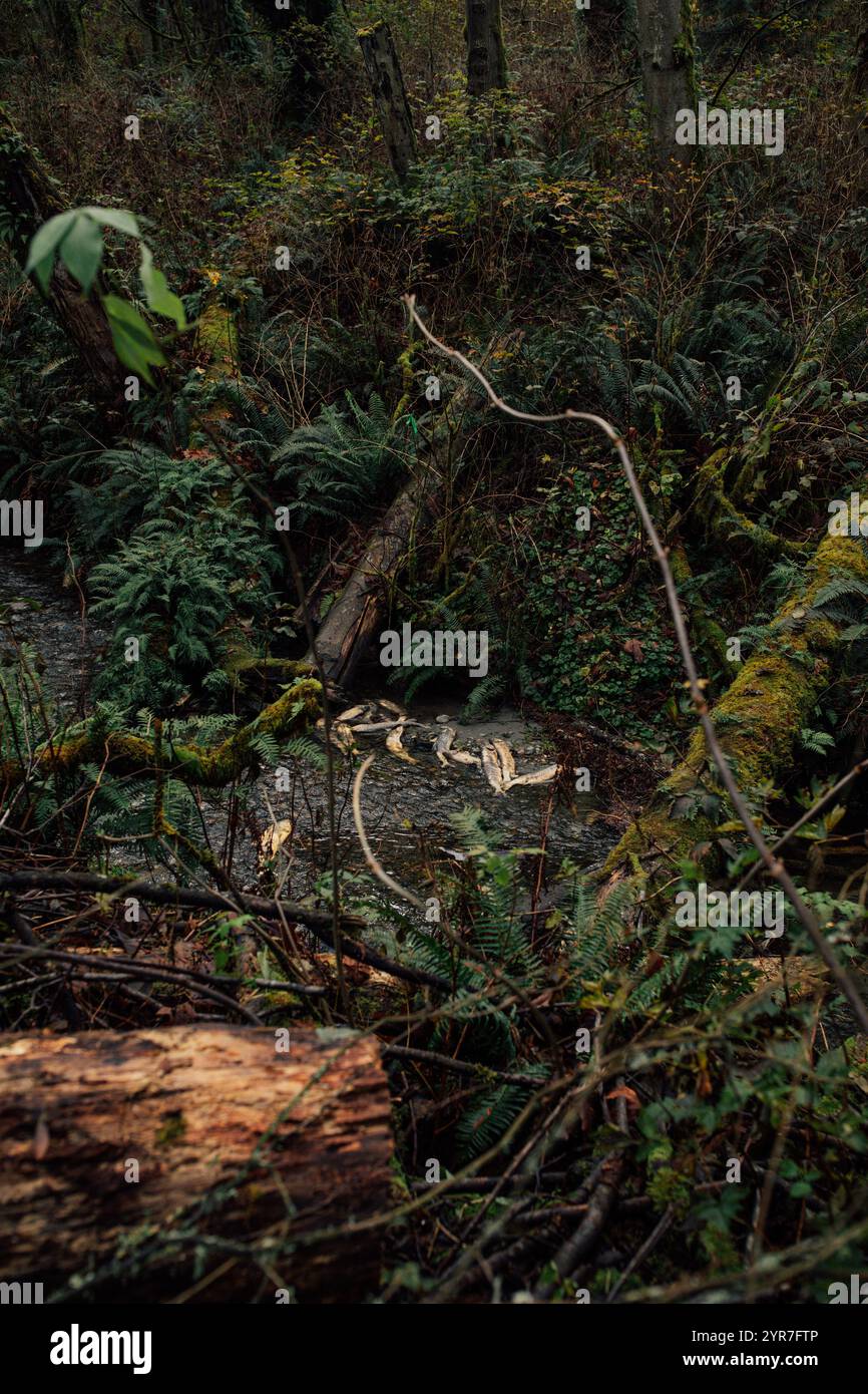 dead salmon fish in stream in the autumn at Carkeek Park in Seattle ...